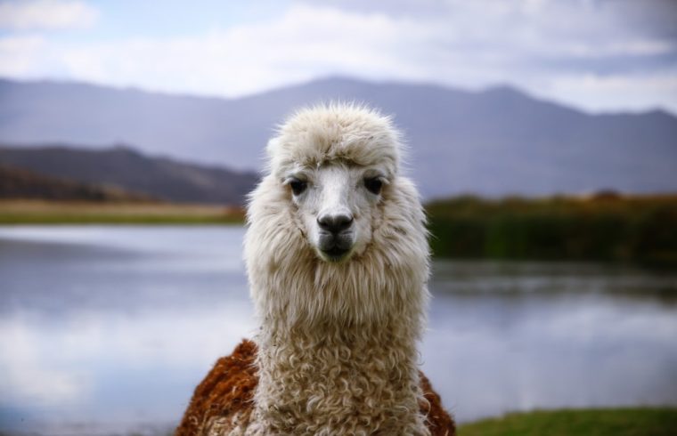 Alpaca Finance To Wind Down Operations After Four Years In DeFi - The ...
